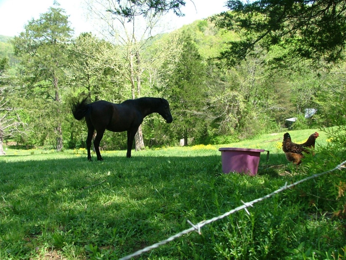 Animas – Lions Mane