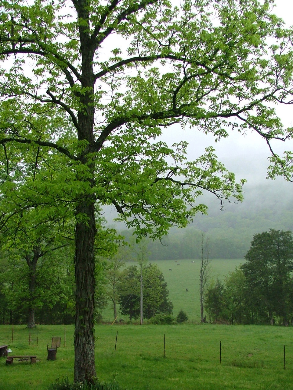 The softness of scars from inside of cars – Lions Mane