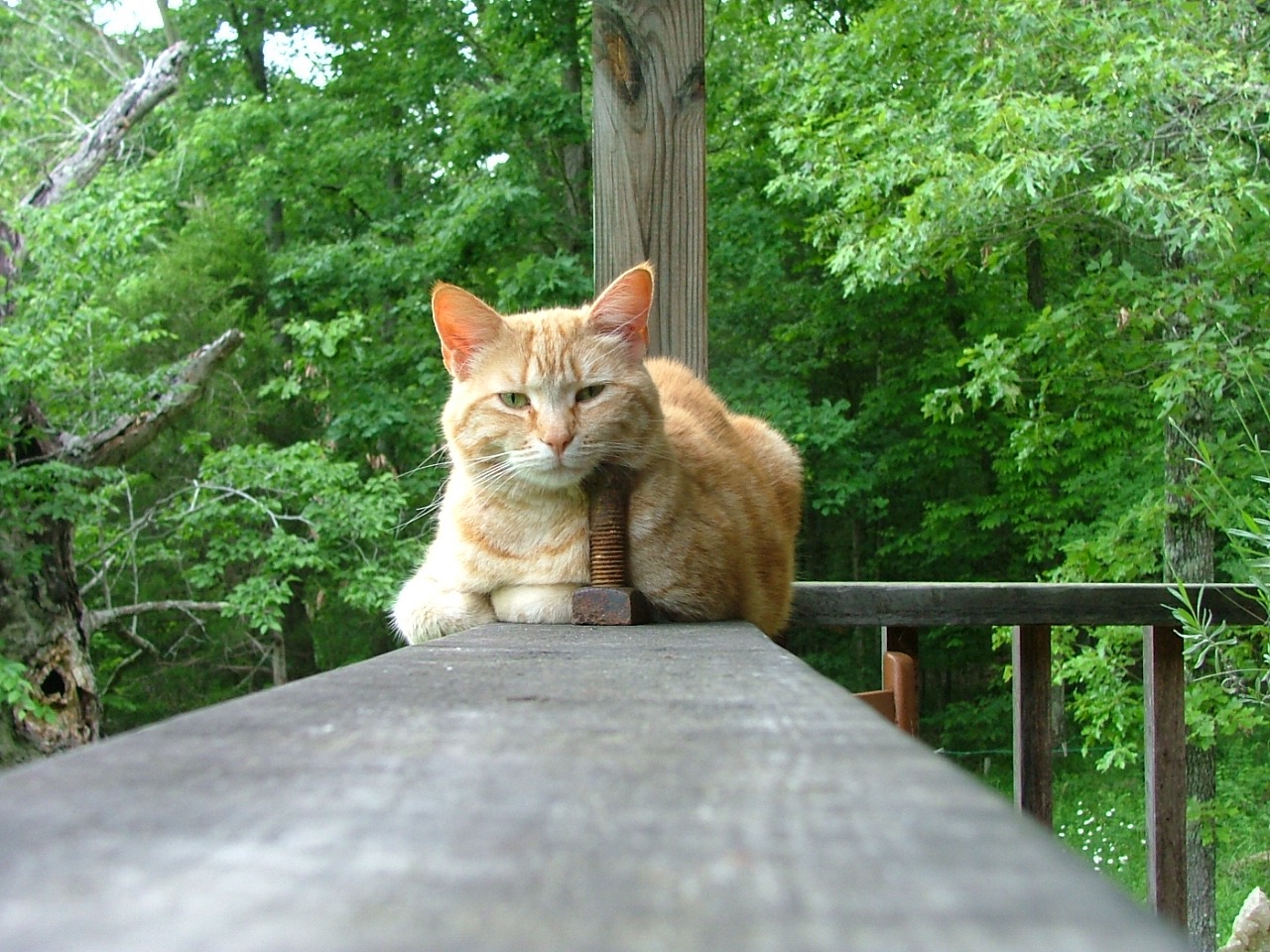 Approaching Wild Animals – Lions Mane