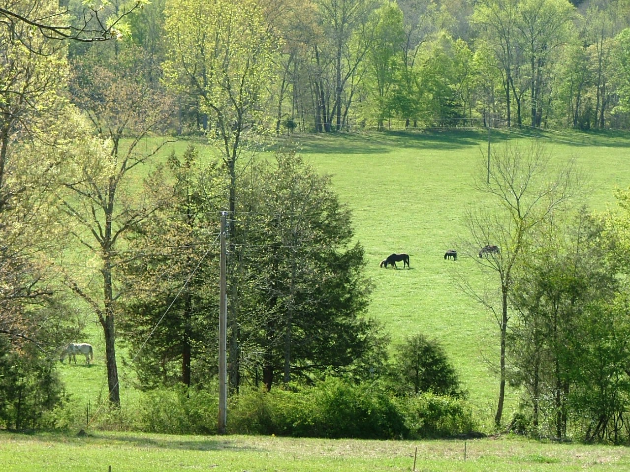 Ode to Dirt – Lions Mane