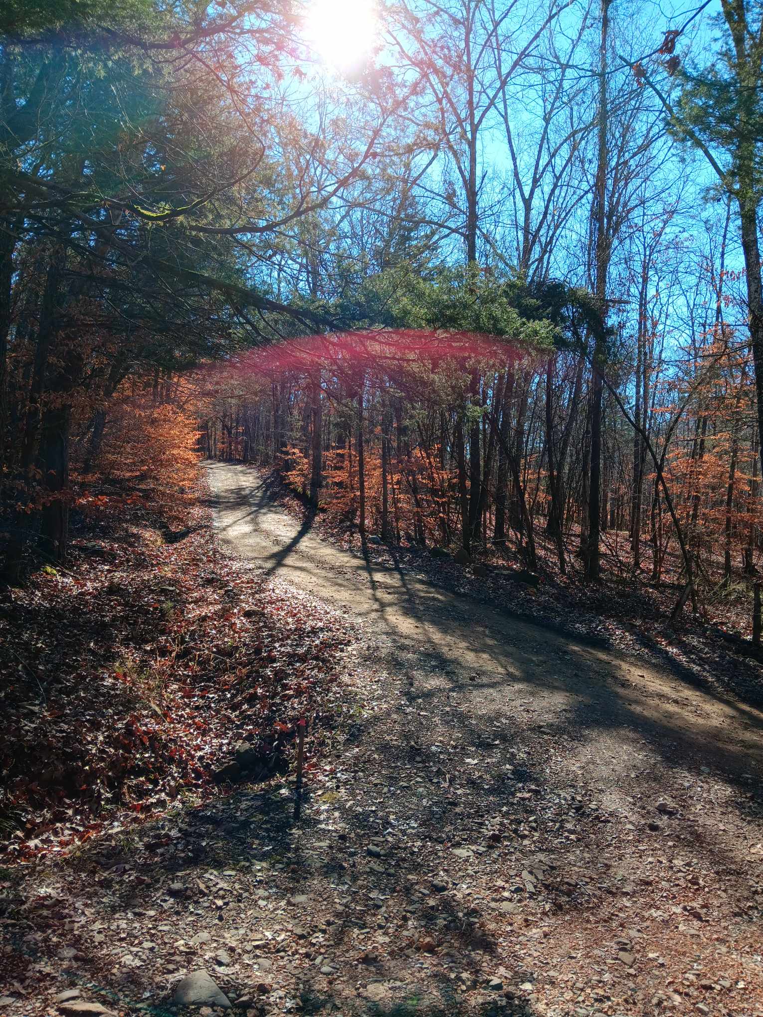 Who’s There? – Lions Mane