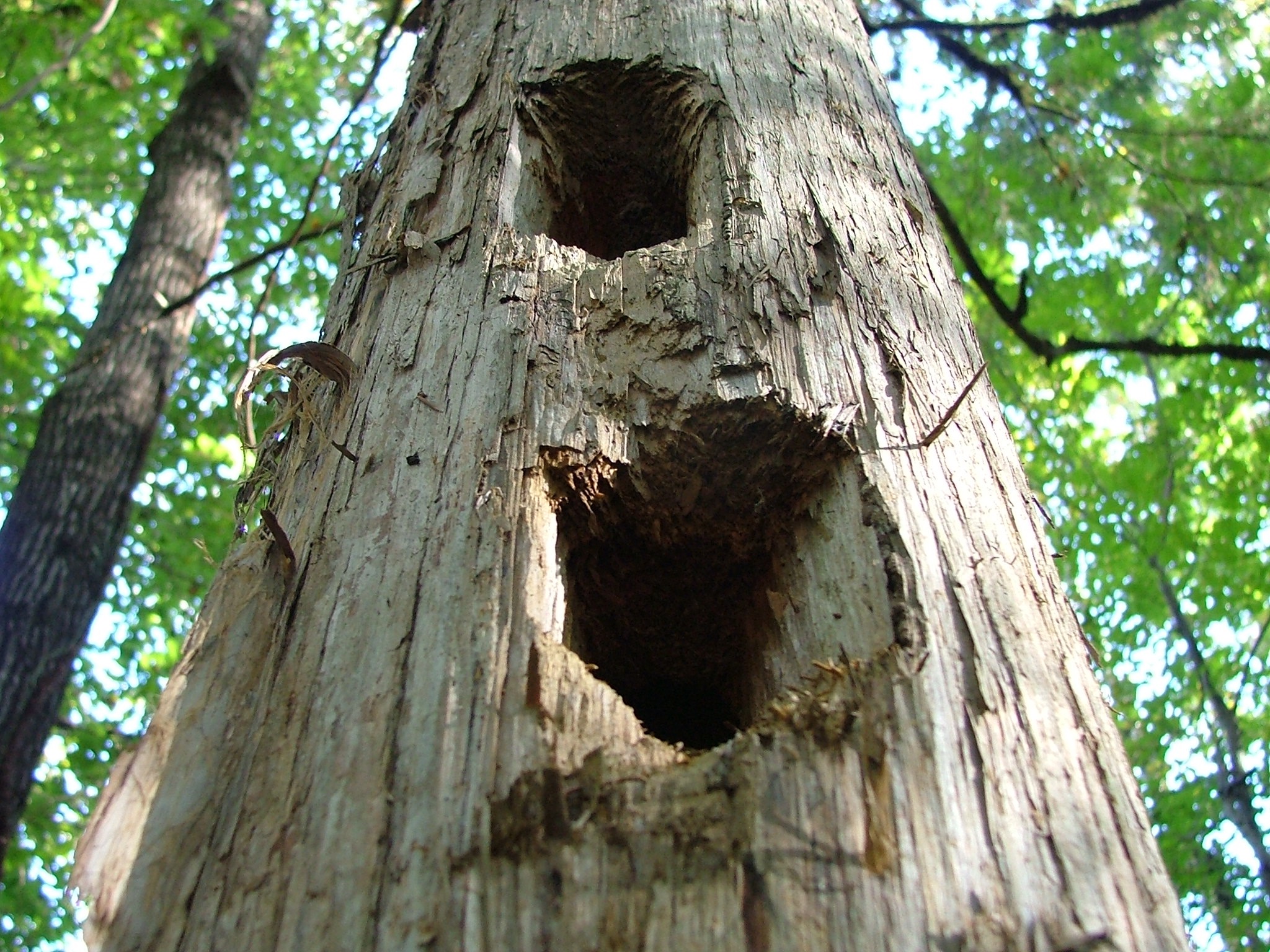 Listen .. – Lions Mane