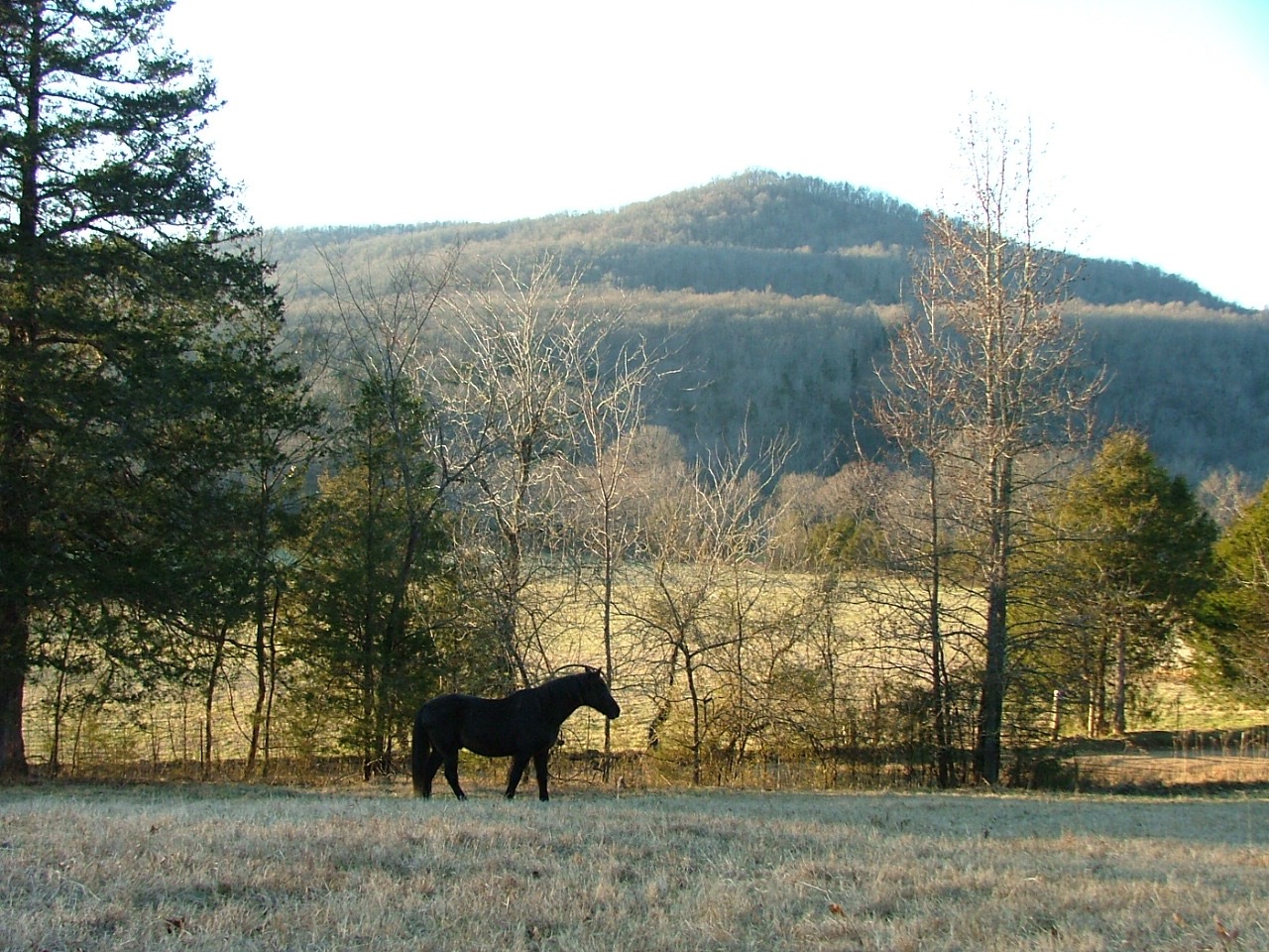 Middle Way – Lions Mane