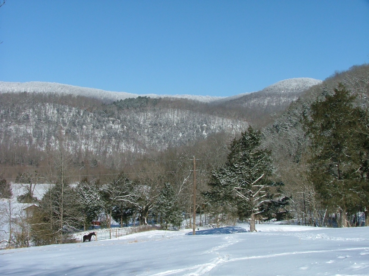 Earth Prayer – Lions Mane