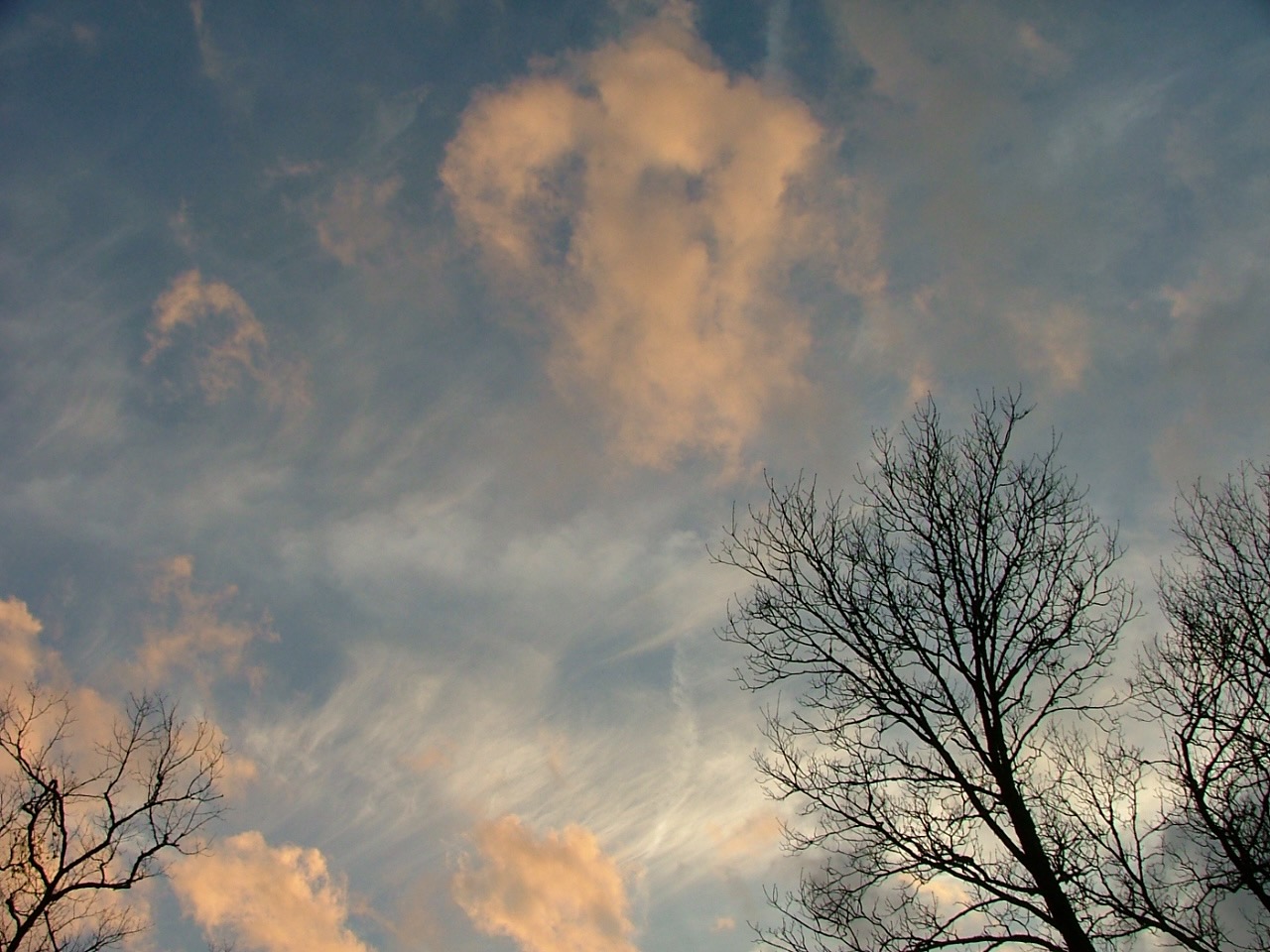The Sky Today – Lions Mane