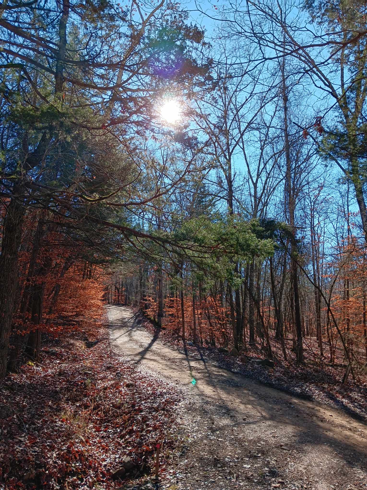 Feast of Light – Lions Mane