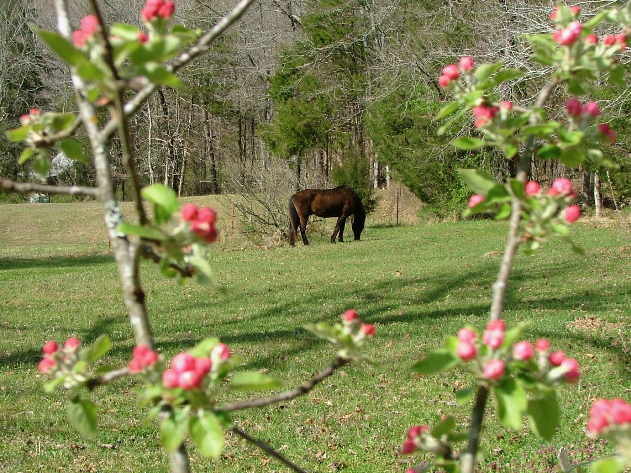 Grand Spring – Lions Mane