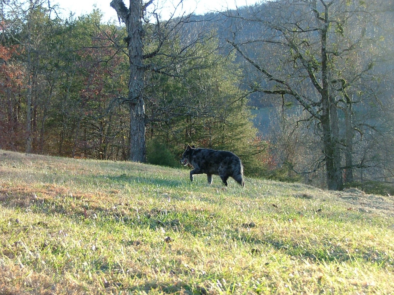 Samhain – Lions Mane