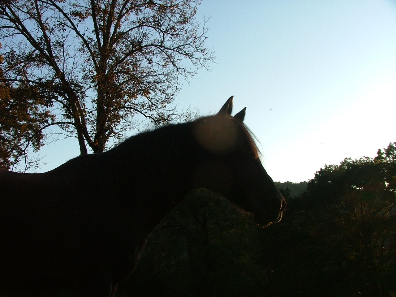 Dharma Horse – Lions Mane